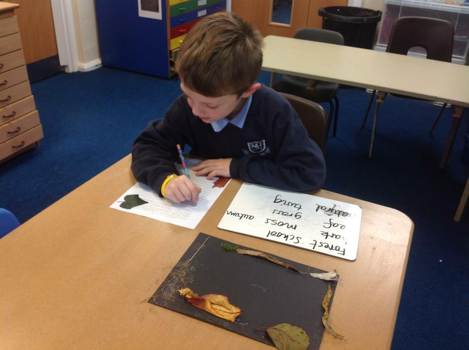 Meadowhead Junior School - BIg Write - using Forest School as a ...